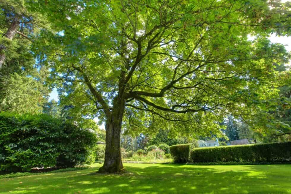 A Guide to Tree Maintenance in Denver, Colorado
