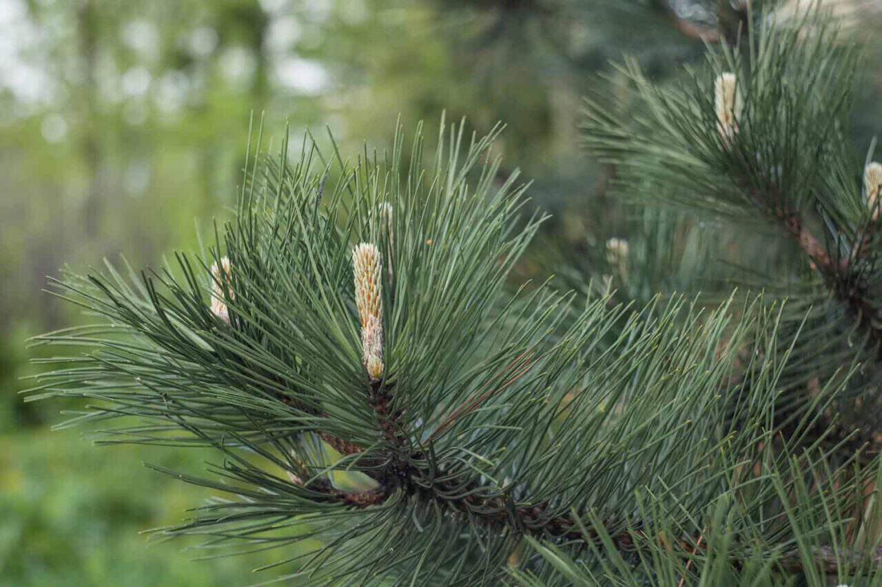 Pine Tree Maintenance Guide for Pine Trees in Denver, Colorado