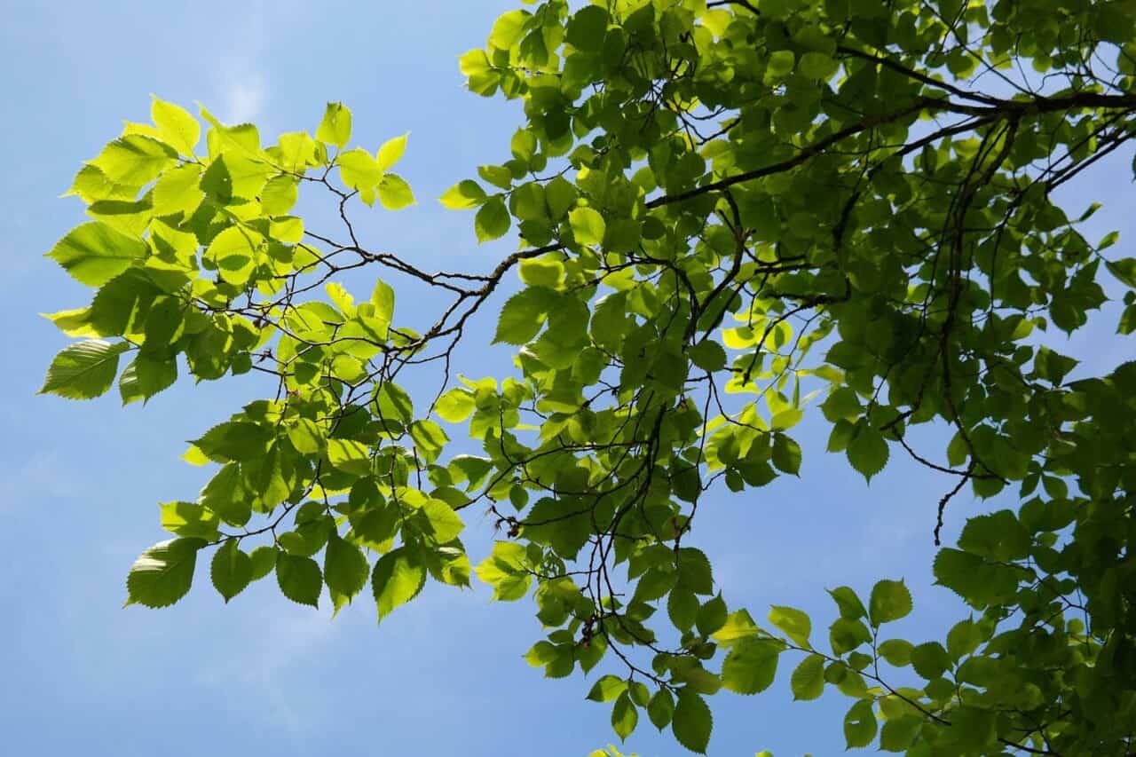Elm Tree Care Tips for a Flourishing Landscape