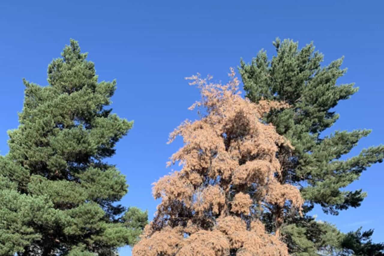 Evergreen Tree Care for Properties Near Denver