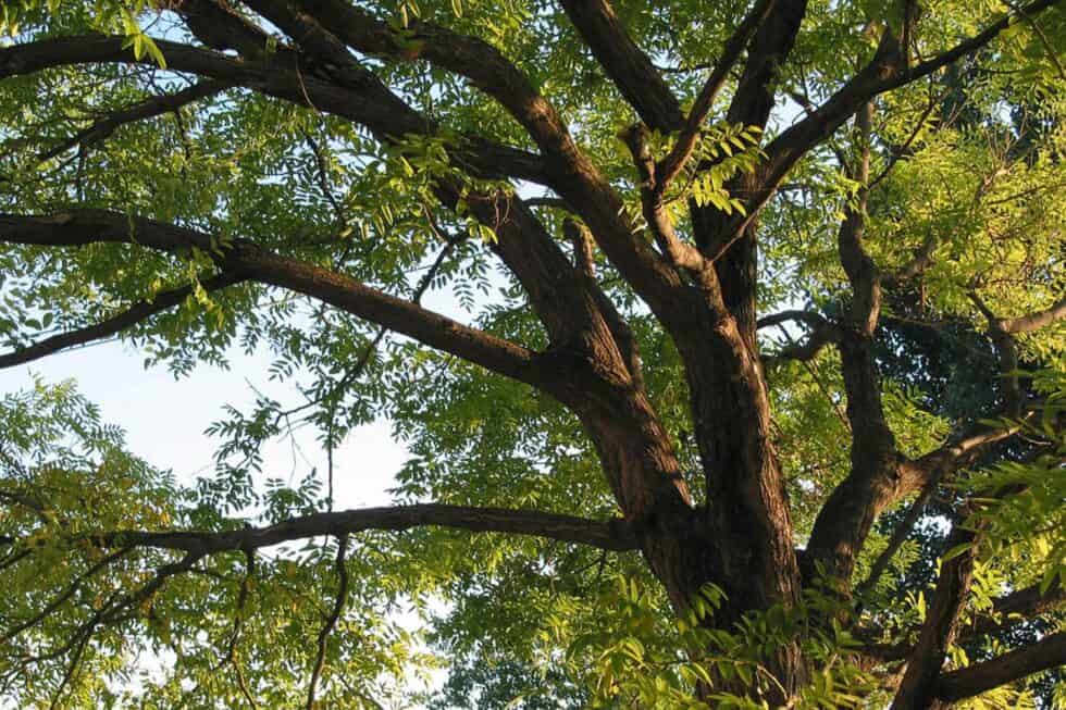 Locust Tree Diseases and How to Prevent Them