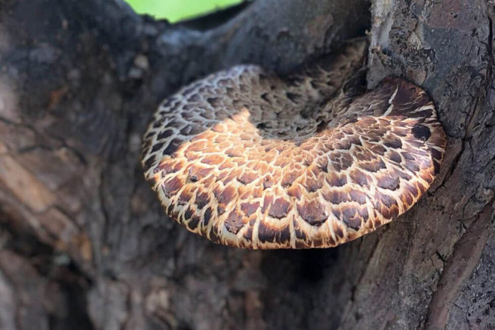 Tree Doctors Tips on How to Tell if Your Trees Are Stressed