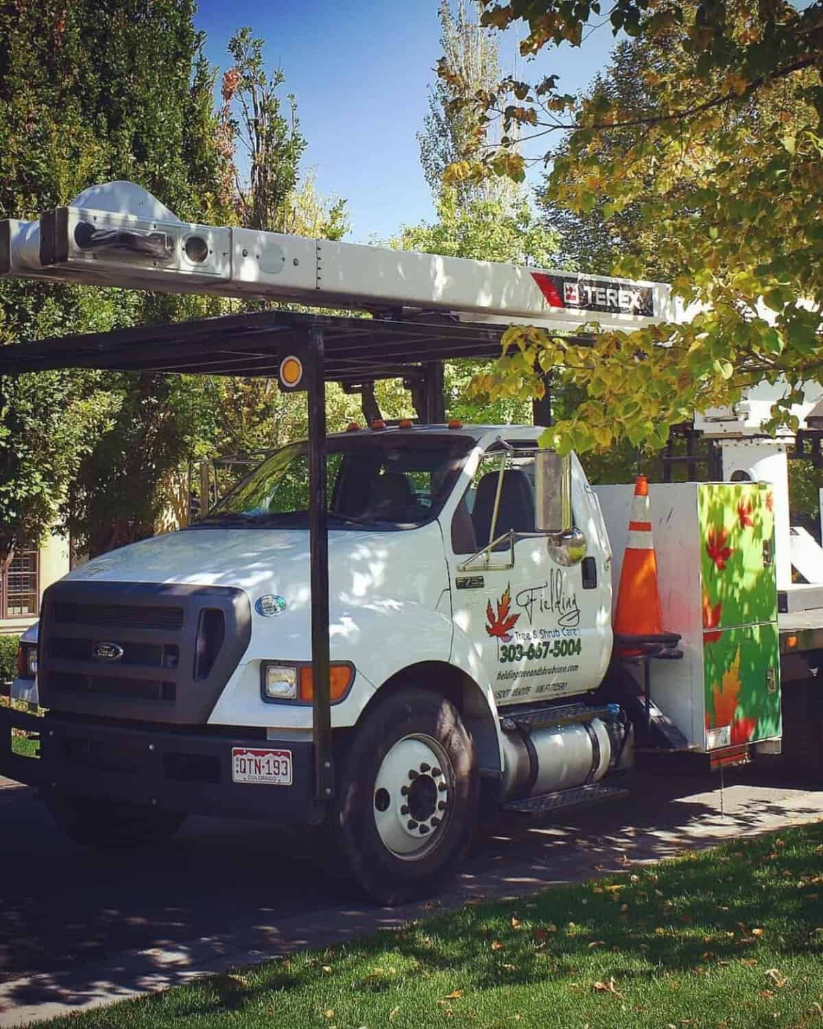 Arborist Denver, Tree Experts - Fielding Tree Care