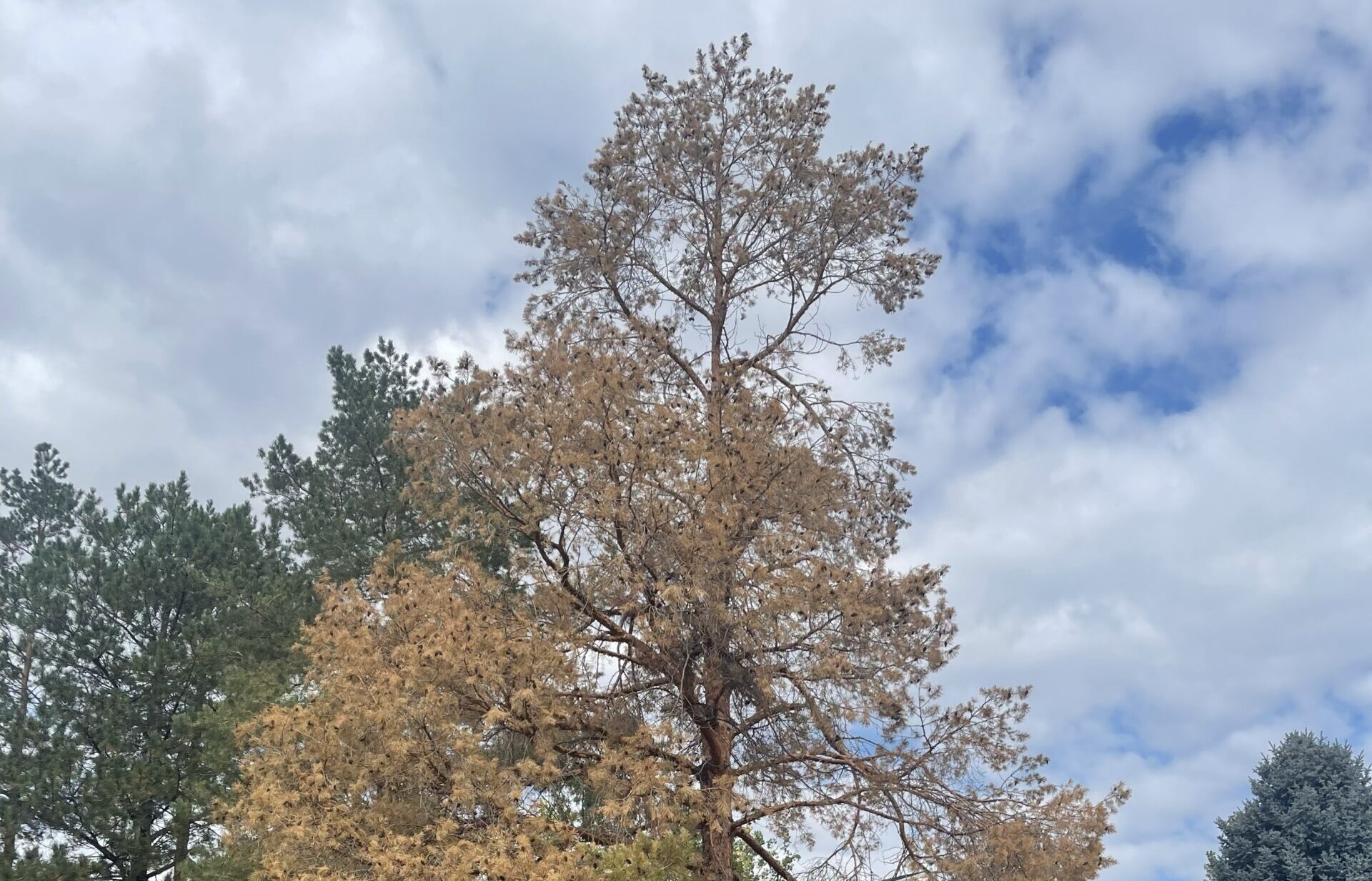 Winter Watering and Tree Drought Stress Management - Fielding Tree Care LLC